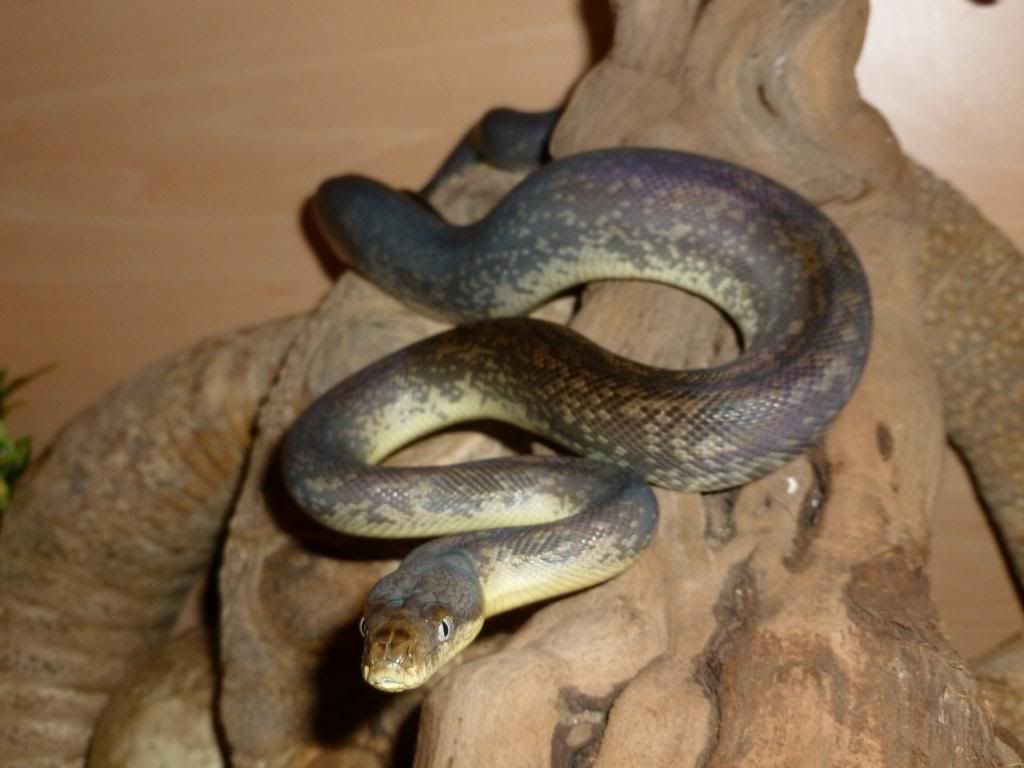 Macklot's Python Pics | Reptile Forums