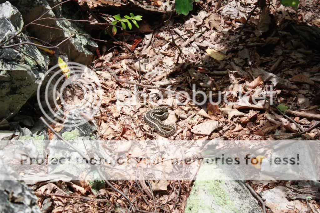 Copperheads (Same as Northeast forum) - Field Herp Forum