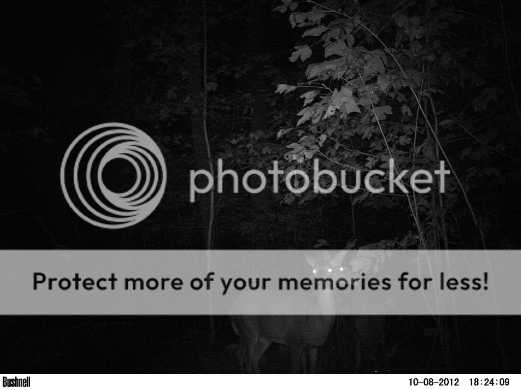 What the hell. I think I have a headless cat!!! - Page 1 - AR15.COM